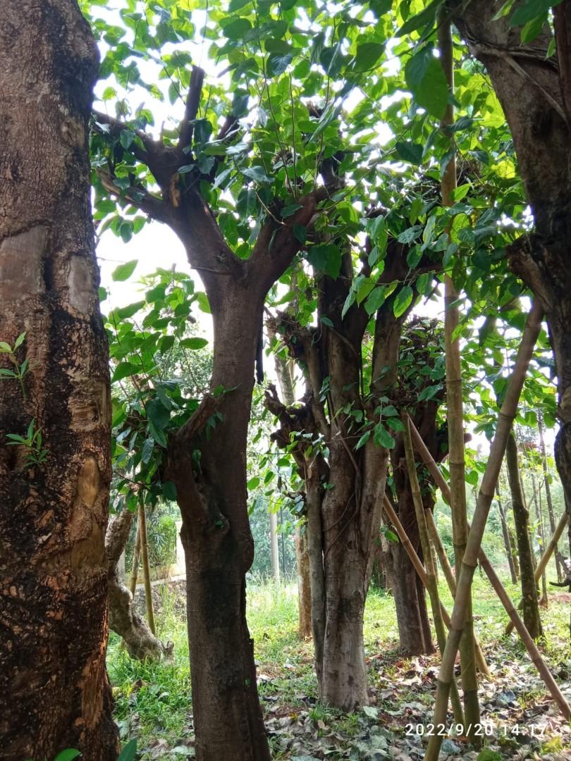 Pohon budha tri / pohon bodhi big size, Perkebunan di Carousell