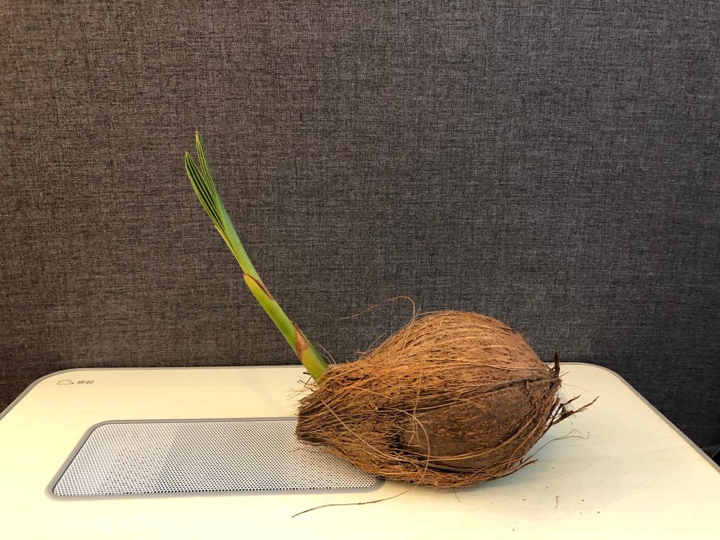 Sprouted coconut available for free or exchange, Furniture & Home ...