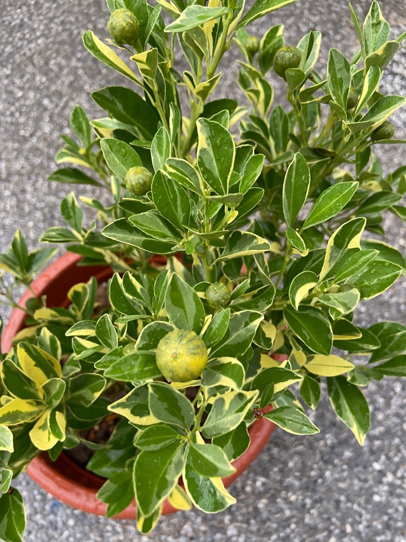 Variegated Lime, Furniture & Home Living, Gardening, Plants & Seeds on ...
