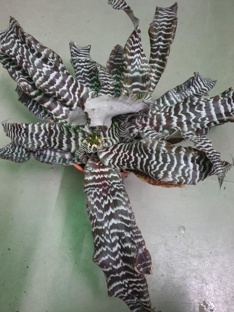 Aechmea Chantinii Urn Plant Bromeliad Chantinii Amazonian Zebra Plant ...