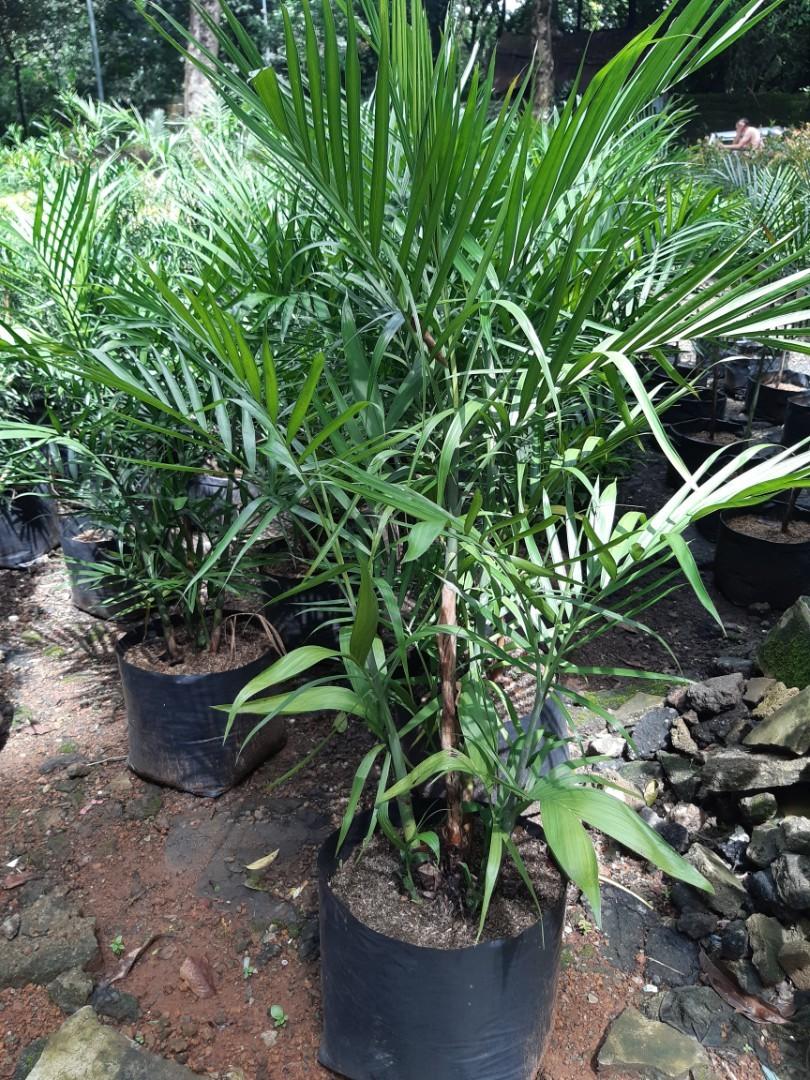 Cascade palm plant, Furniture & Home Living, Gardening, Pots & Planters ...