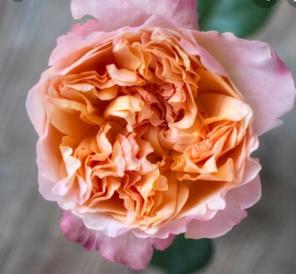 Edith Baby Rose - David Austin collection, Furniture & Home Living ...