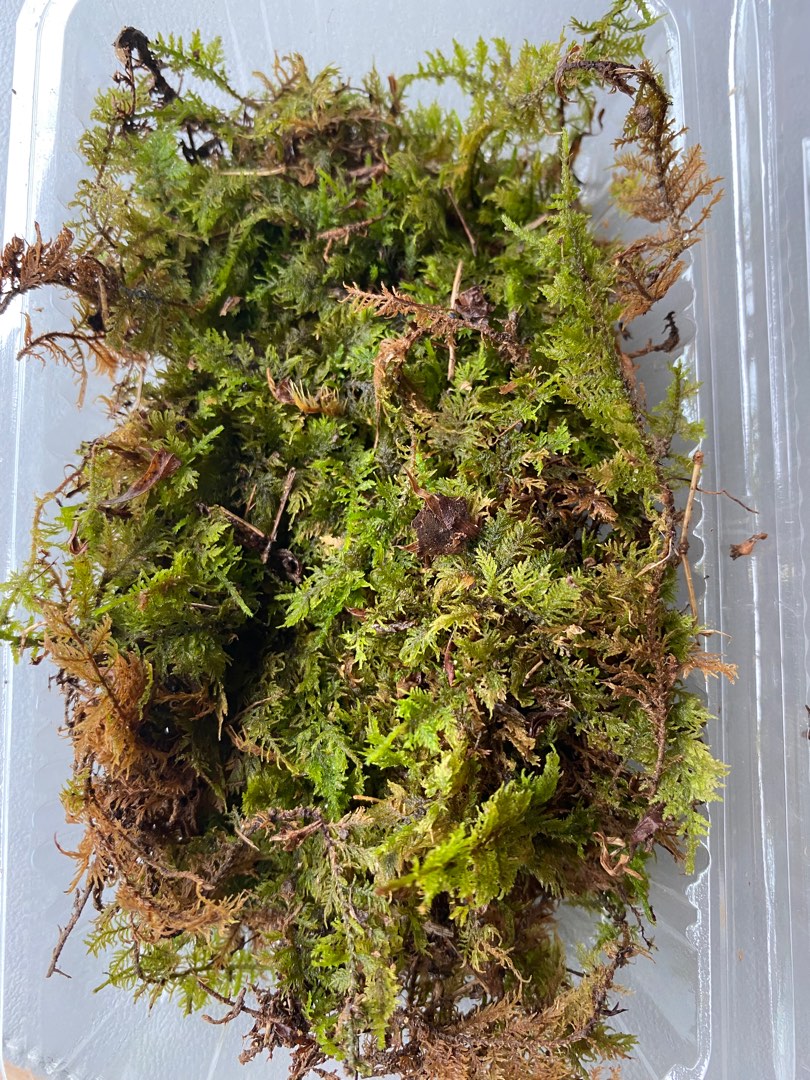 Live Feather Moss, Furniture & Home Living, Gardening, Plants & Seeds ...