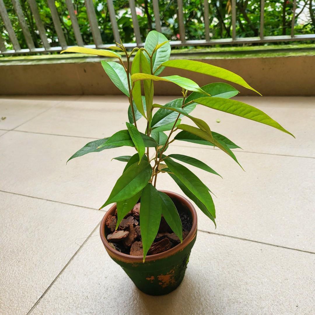 Mao Shan Wang Durian Plant in Terracotta Pot Musang King, Furniture ...