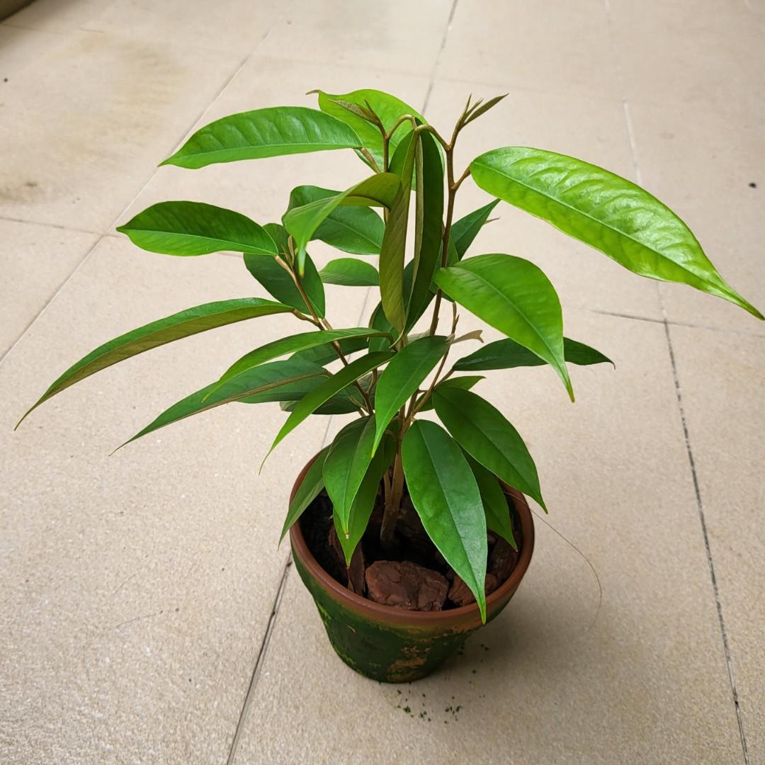 Mao Shan Wang Durian Plant in Terracotta Pot Musang King, Furniture ...