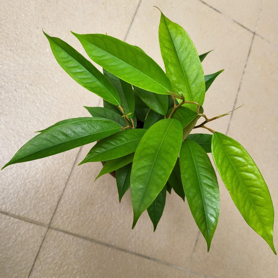Mao Shan Wang Durian Plant in Terracotta Pot Musang King, Furniture ...