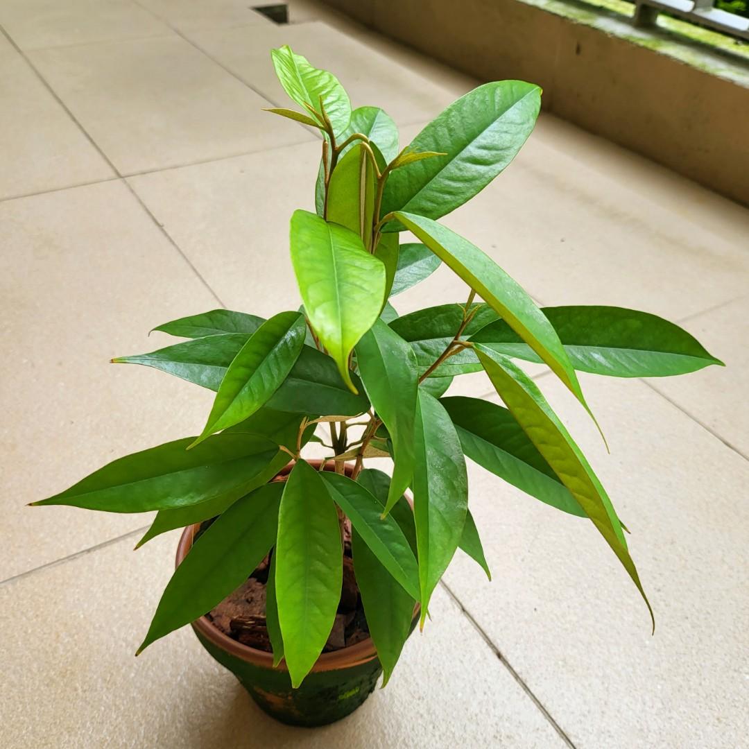 Mao Shan Wang Durian Plant in Terracotta Pot Musang King, Furniture ...