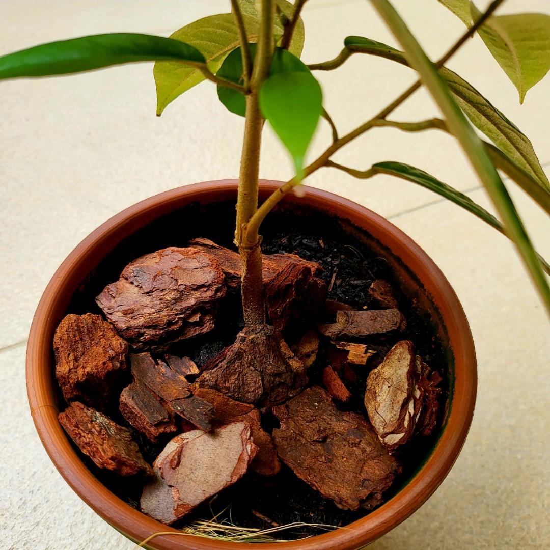 Mao Shan Wang Durian Plant in Terracotta Pot Musang King, Furniture ...