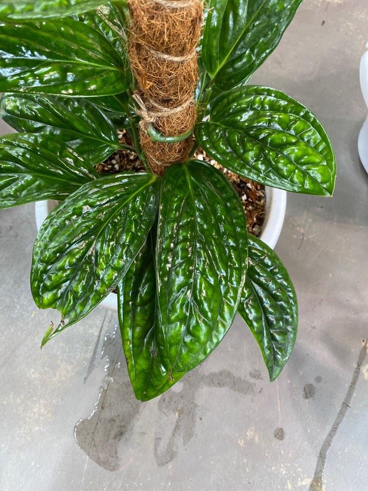 Monstera Peru with grow pole in 23cm pot $15 each, Furniture & Home ...