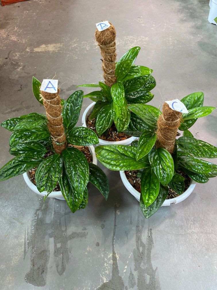 Monstera Peru with grow pole in 23cm pot $15 each, Furniture & Home ...