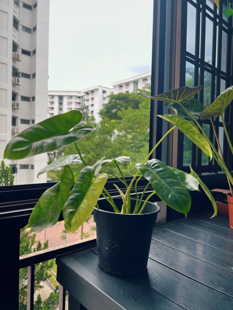 Philodendron Burle Max Variagated, Furniture & Home Living, Gardening ...