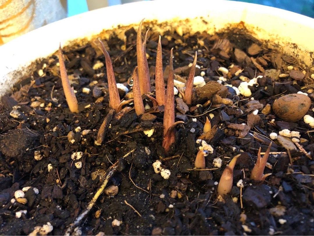 USA caladium bulbs frog in blender, Furniture & Home Living, Gardening ...