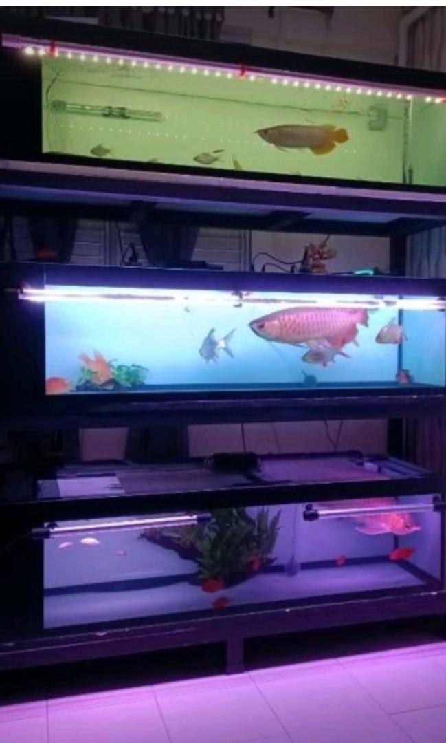 3 tier fish tank, Sports Equipment, Fishing on Carousell