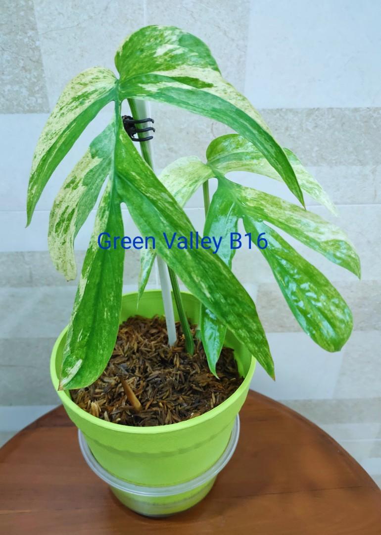 Amydrium Medium Albo Variegata / Variegated with fully mature ...
