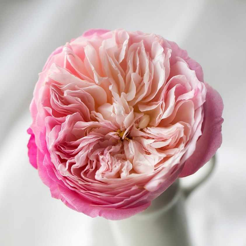 Constance Rose Plant - David Austin Wedding Rose, Furniture & Home ...