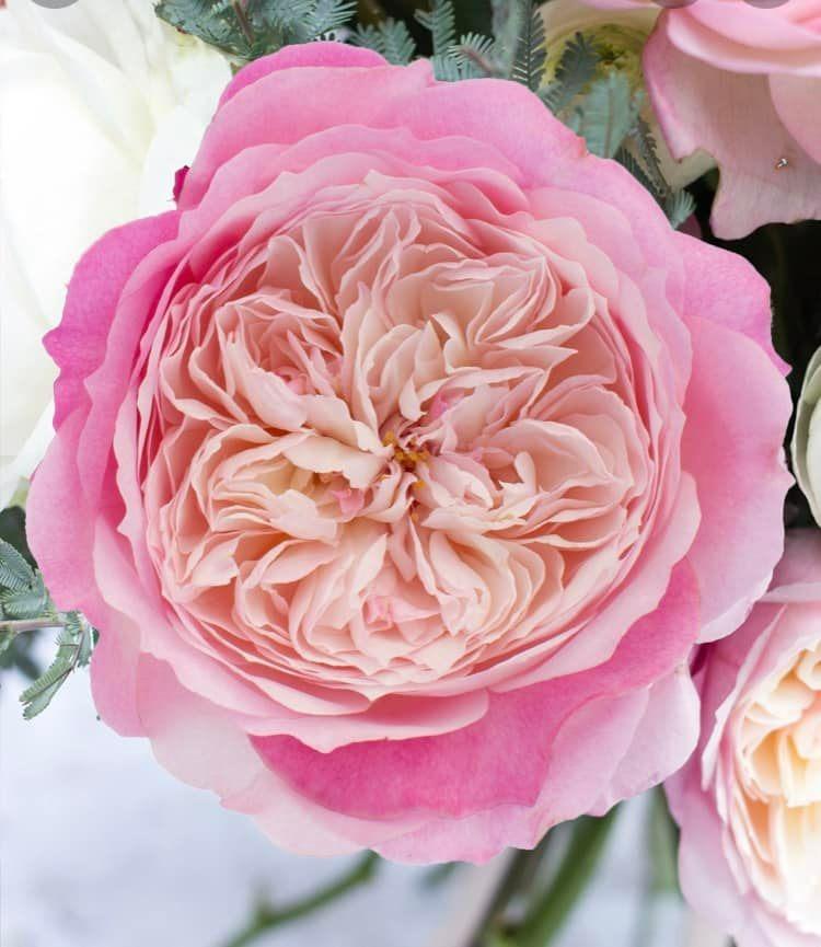 Constance Rose Plant - David Austin Wedding Rose, Furniture & Home ...