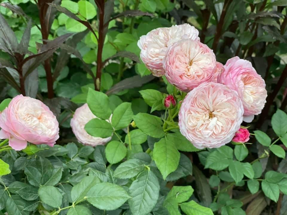 Constance Rose Plant - David Austin Wedding Rose, Furniture & Home ...