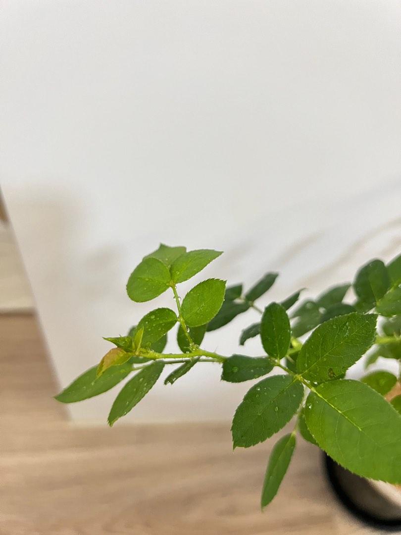 Constance Rose Plant - David Austin Wedding Rose, Furniture & Home ...