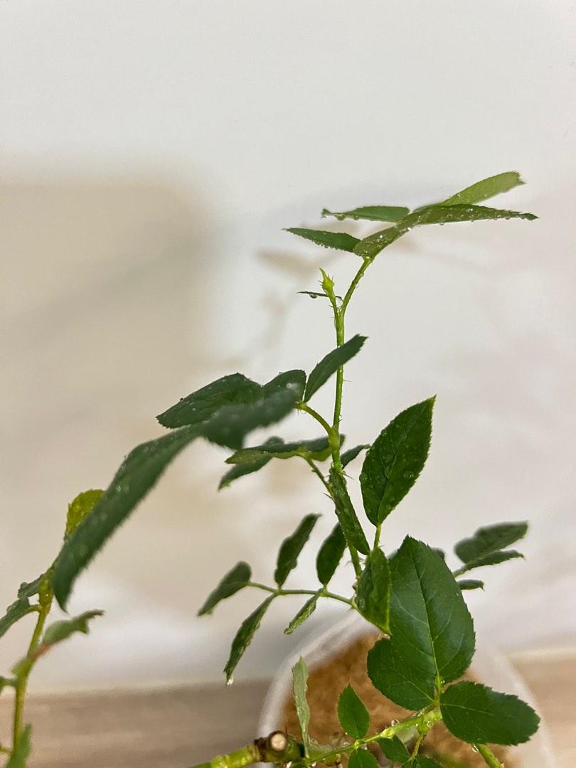 Constance Rose Plant - David Austin Wedding Rose, Furniture & Home ...