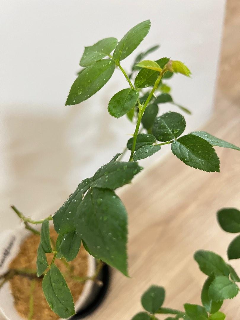 Constance Rose Plant - David Austin Wedding Rose, Furniture & Home ...