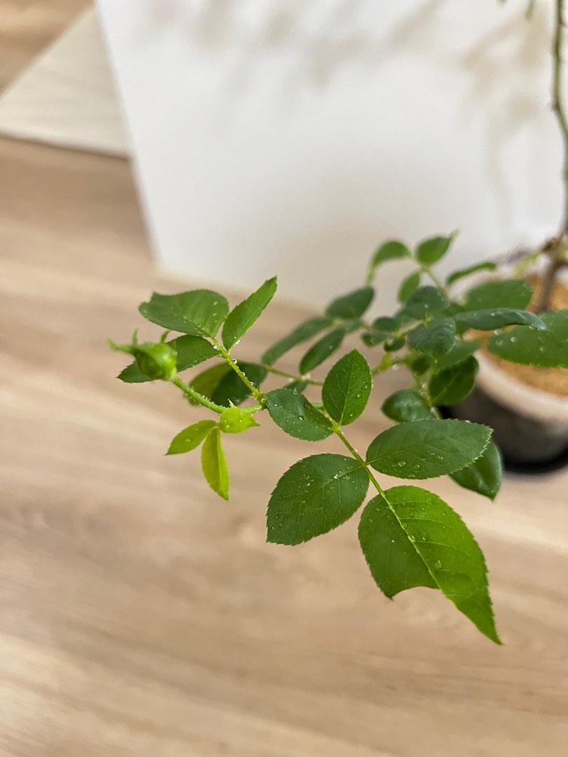 Constance Rose Plant - David Austin Wedding Rose, Furniture & Home ...