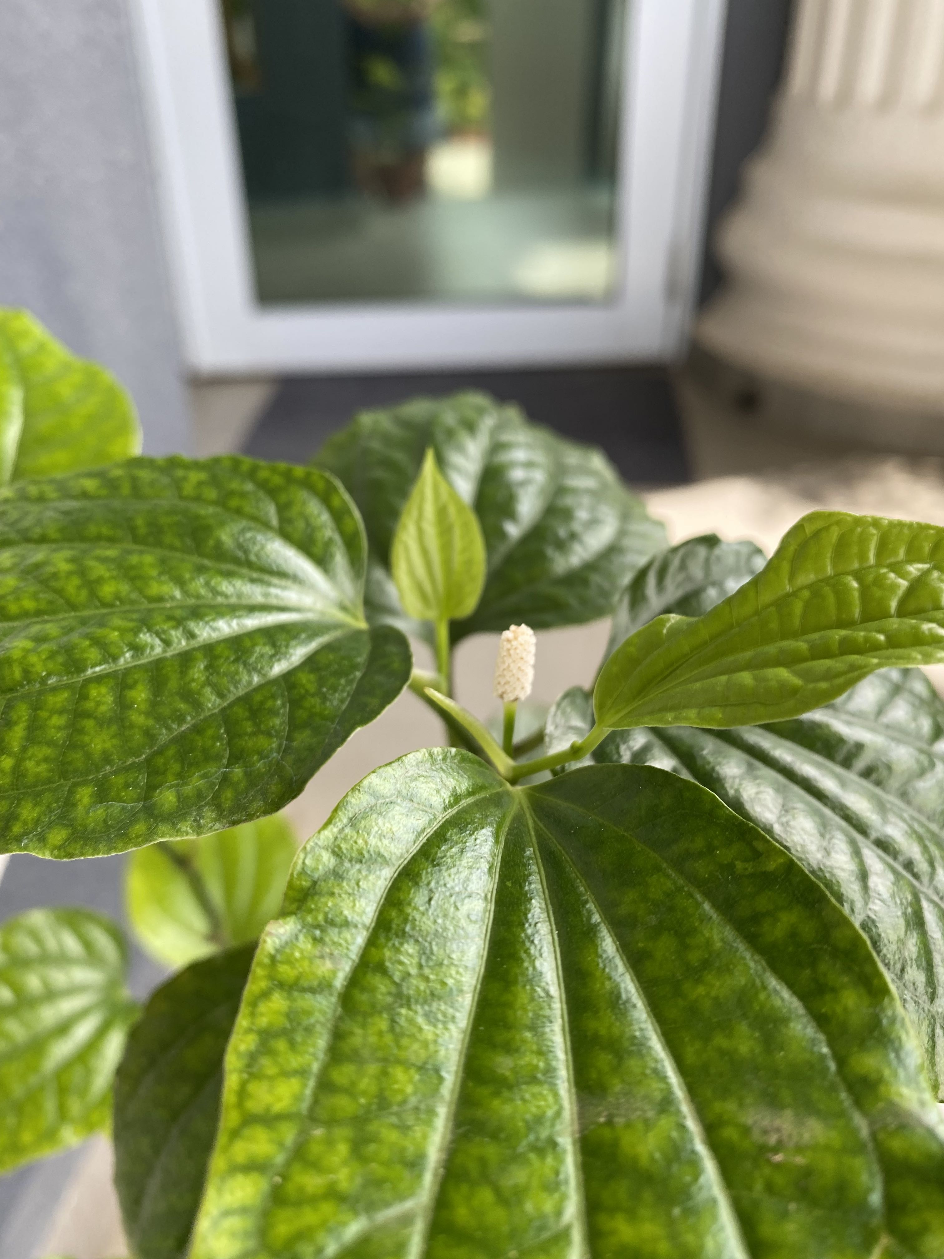 Duan Kaduk , Furniture & Home Living, Gardening, Plants & Seeds on ...