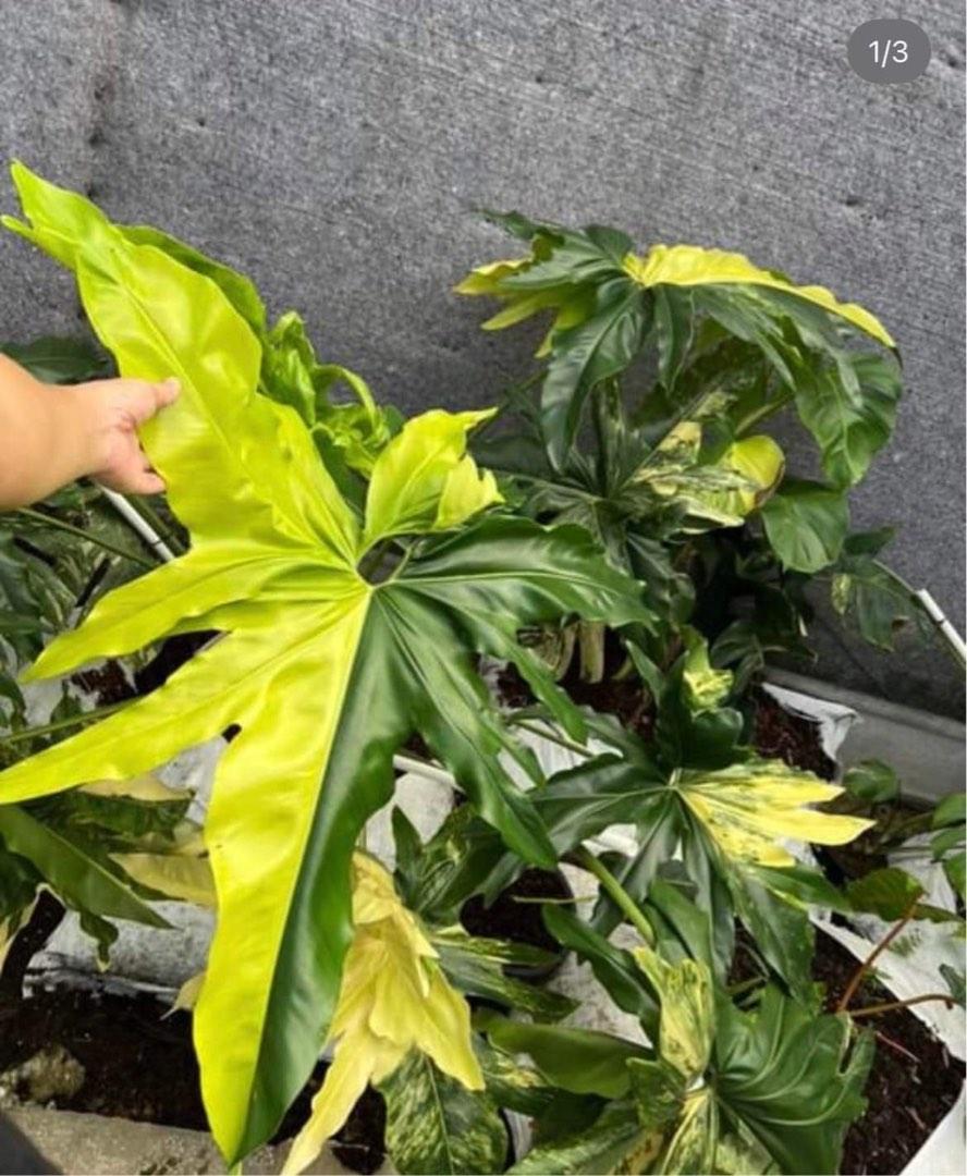 [NEW] Thaumatophyllum African Fantasy Variegated(Angela), Furniture ...