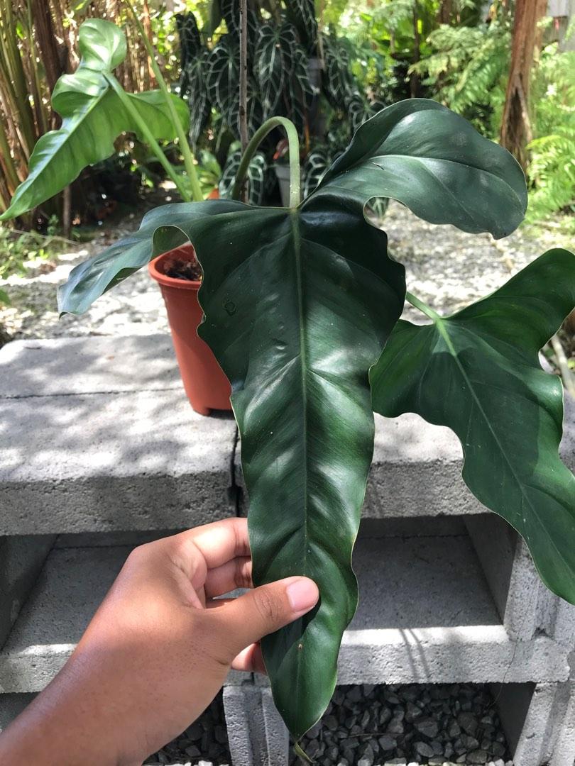 Philodendron Delinksii, Furniture & Home Living, Gardening, Plants ...