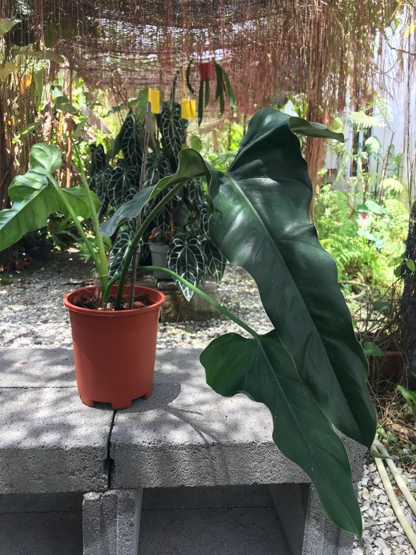 Philodendron Delinksii, Furniture & Home Living, Gardening, Plants ...