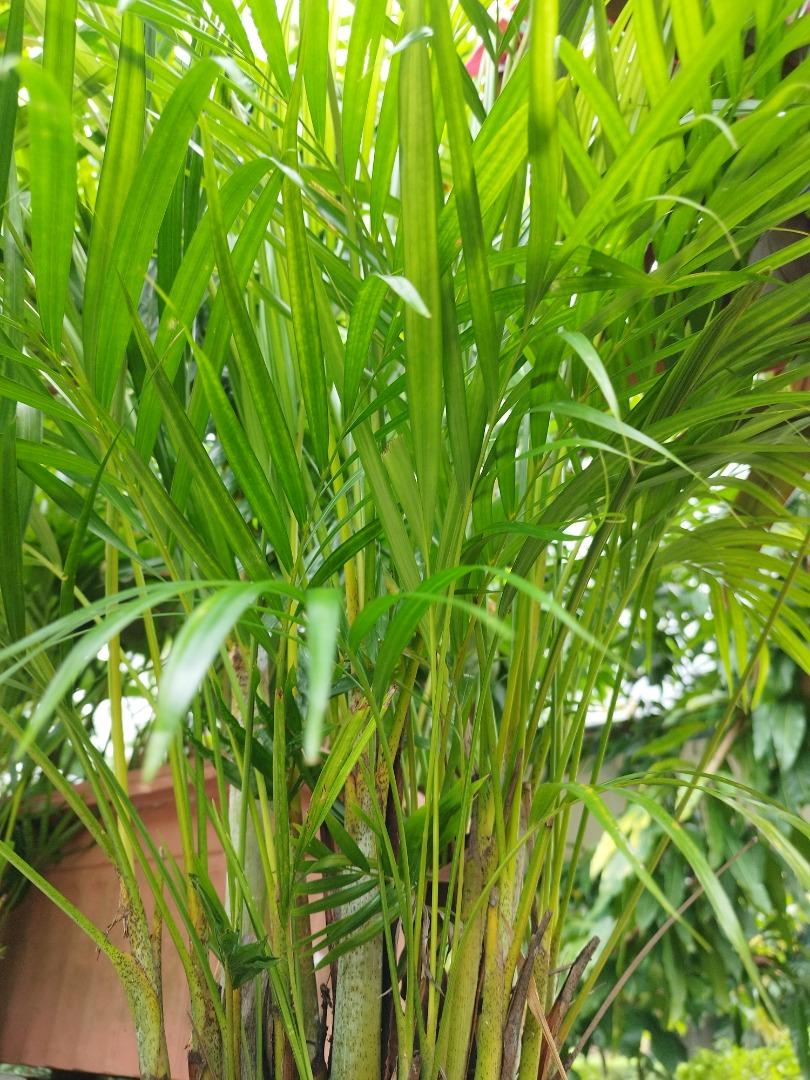 Plant - Yellow Palm 1.3-1.4m pot 12 inch dia 30 inch height, Furniture ...