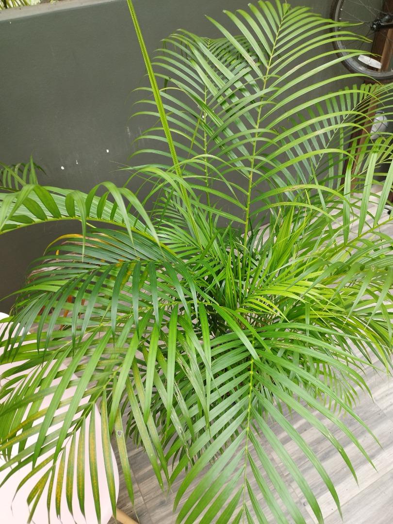 Plant - Yellow Palm 1.3-1.4m pot 12 inch dia 30 inch height, Furniture ...