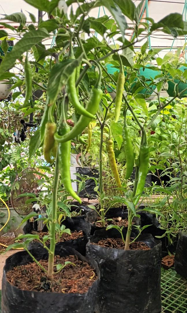 Siling Green, Furniture & Home Living, Gardening, Plants & Seeds on ...