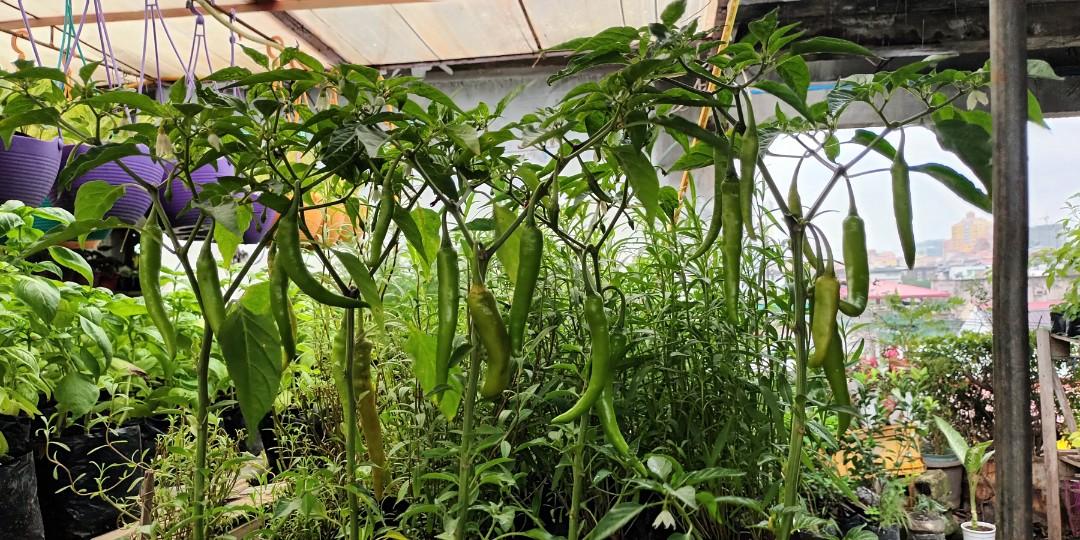 Siling Green, Furniture & Home Living, Gardening, Plants & Seeds on ...