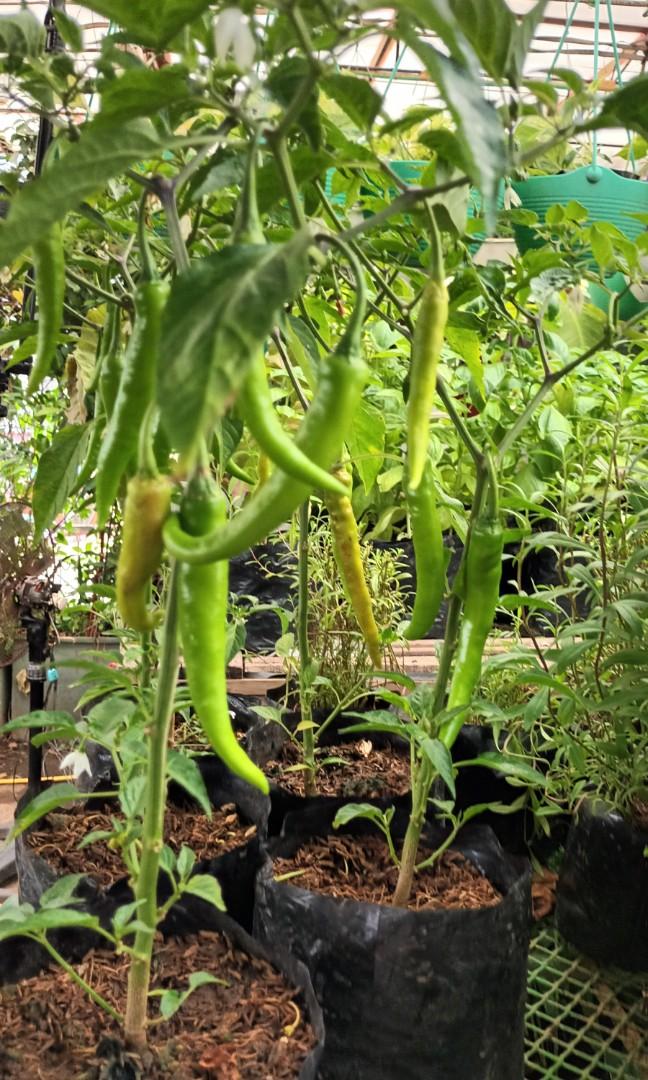 Siling Green, Furniture & Home Living, Gardening, Plants & Seeds on ...