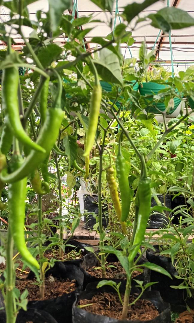 Siling Green, Furniture & Home Living, Gardening, Plants & Seeds on ...