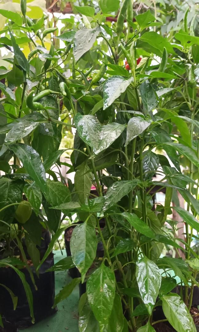 Siling Labuyo, Furniture & Home Living, Gardening, Plants & Seeds on ...