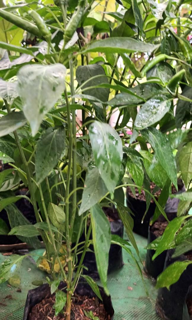 Siling Labuyo, Furniture & Home Living, Gardening, Plants & Seeds on ...