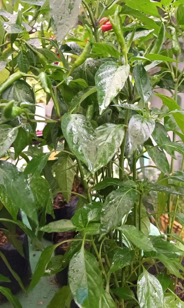 Siling Labuyo, Furniture & Home Living, Gardening, Plants & Seeds on ...