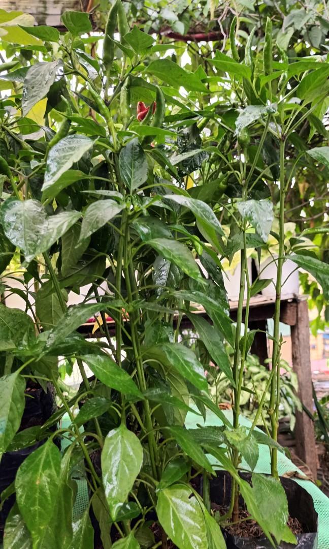 Siling Labuyo, Furniture & Home Living, Gardening, Plants & Seeds on ...