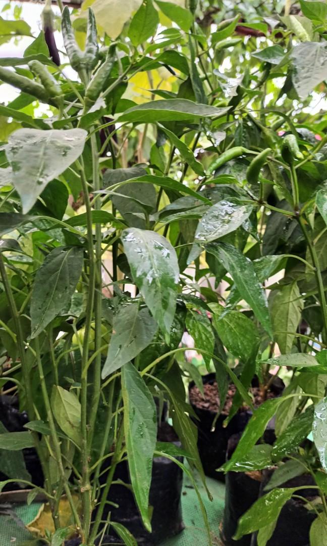 Siling Labuyo, Furniture & Home Living, Gardening, Plants & Seeds on ...