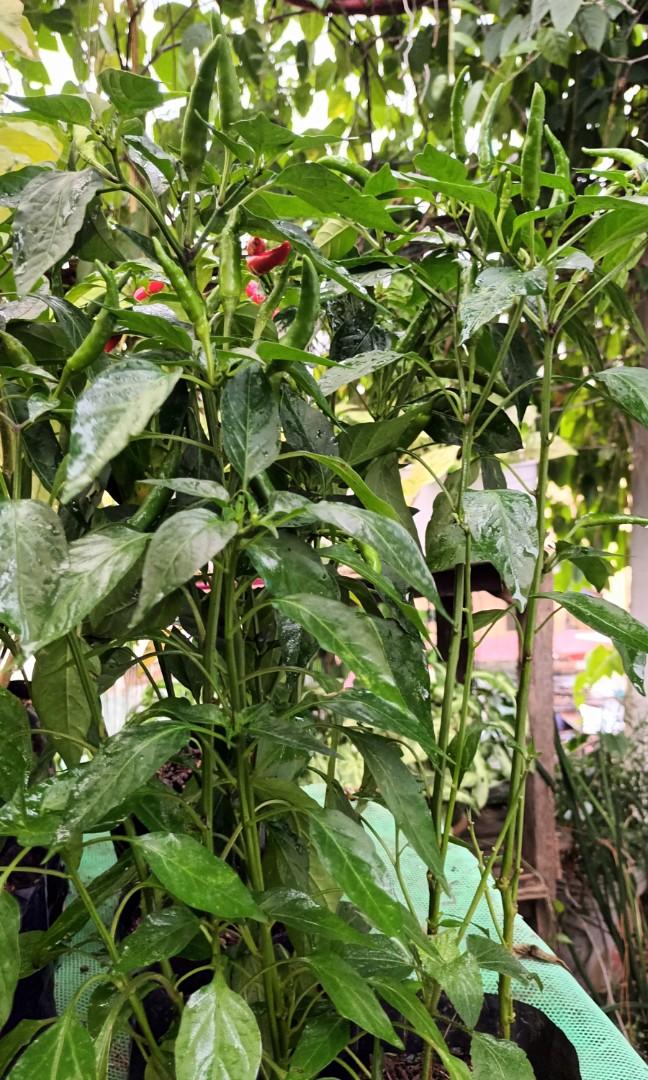 Siling Labuyo, Furniture & Home Living, Gardening, Plants & Seeds on ...