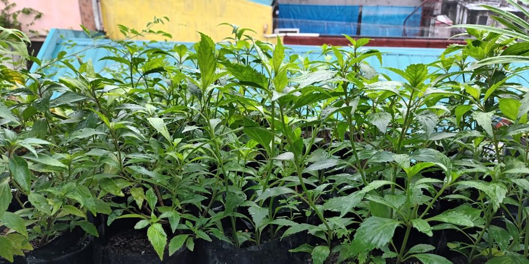 Taheebo Bulbas Pusa, Furniture & Home Living, Gardening, Plants & Seeds ...