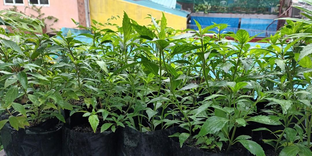 Taheebo Bulbas Pusa, Furniture & Home Living, Gardening, Plants & Seeds ...