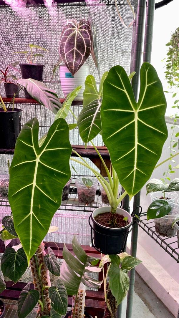 Alocasia Frydek, Furniture & Home Living, Gardening, Plants & Seeds on ...