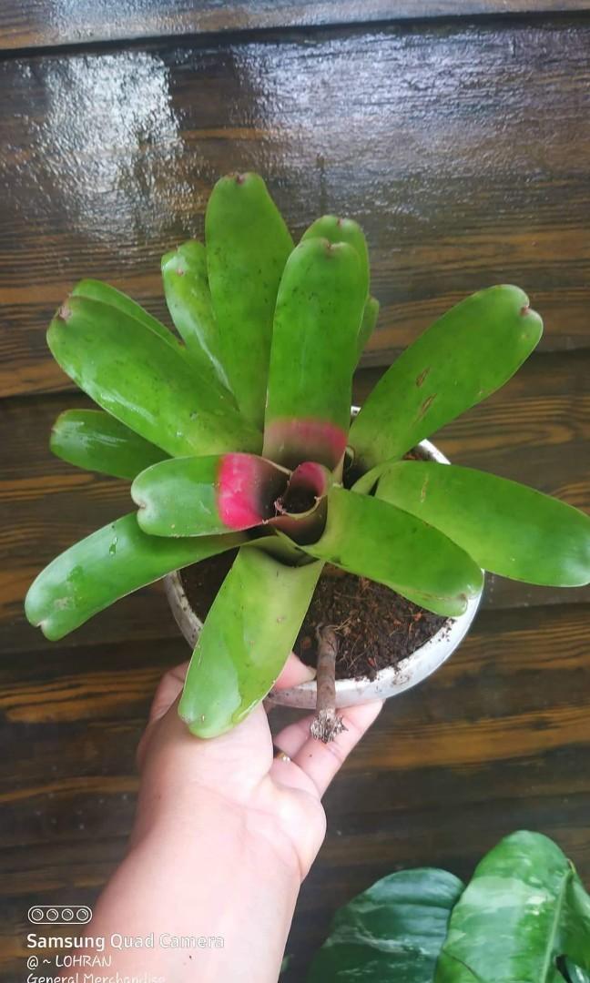 Blushing Bromeliad (neoregelia carolinae), Furniture & Home Living ...