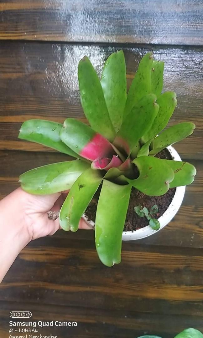 Blushing Bromeliad (neoregelia carolinae), Furniture & Home Living ...