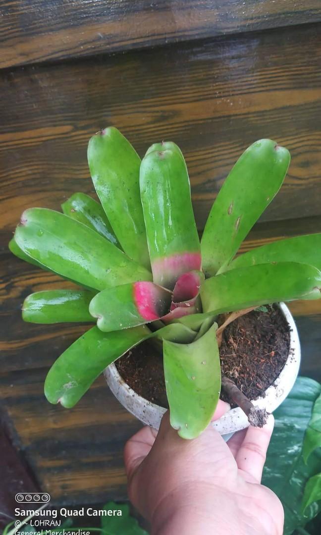 Blushing Bromeliad (neoregelia carolinae), Furniture & Home Living ...