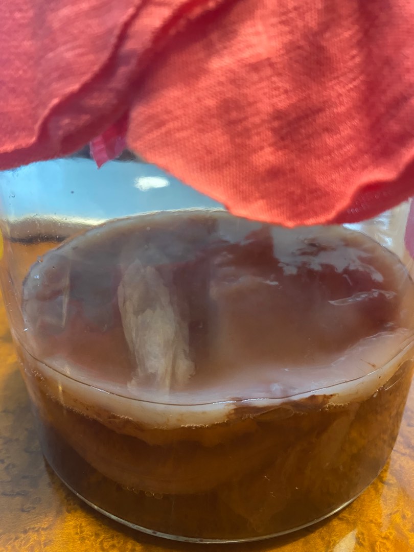 Kombucha scoby with starter tea, Food & Drinks, Fresh Produce on Carousell