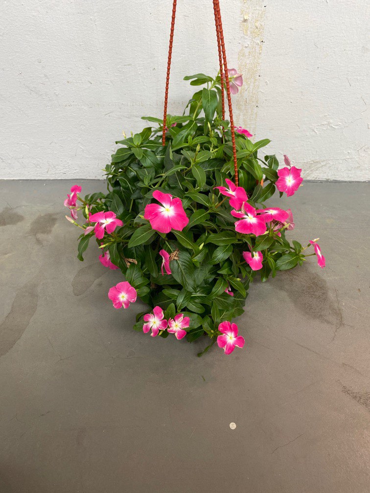 Periwinkle (Pink Flowers) in hanging pot, Furniture & Home Living ...