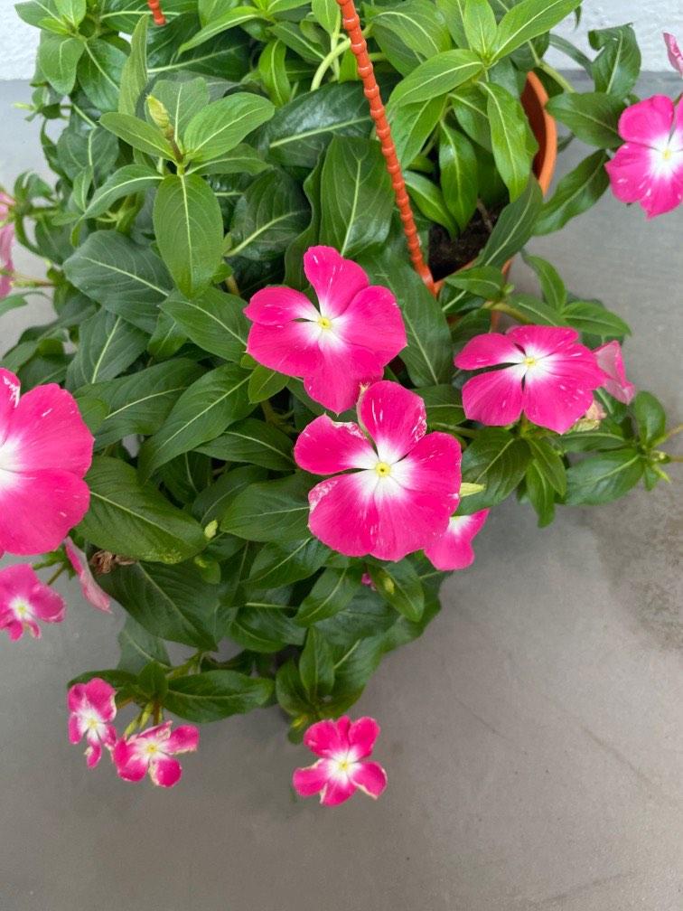 Periwinkle (Pink Flowers) in hanging pot, Furniture & Home Living ...